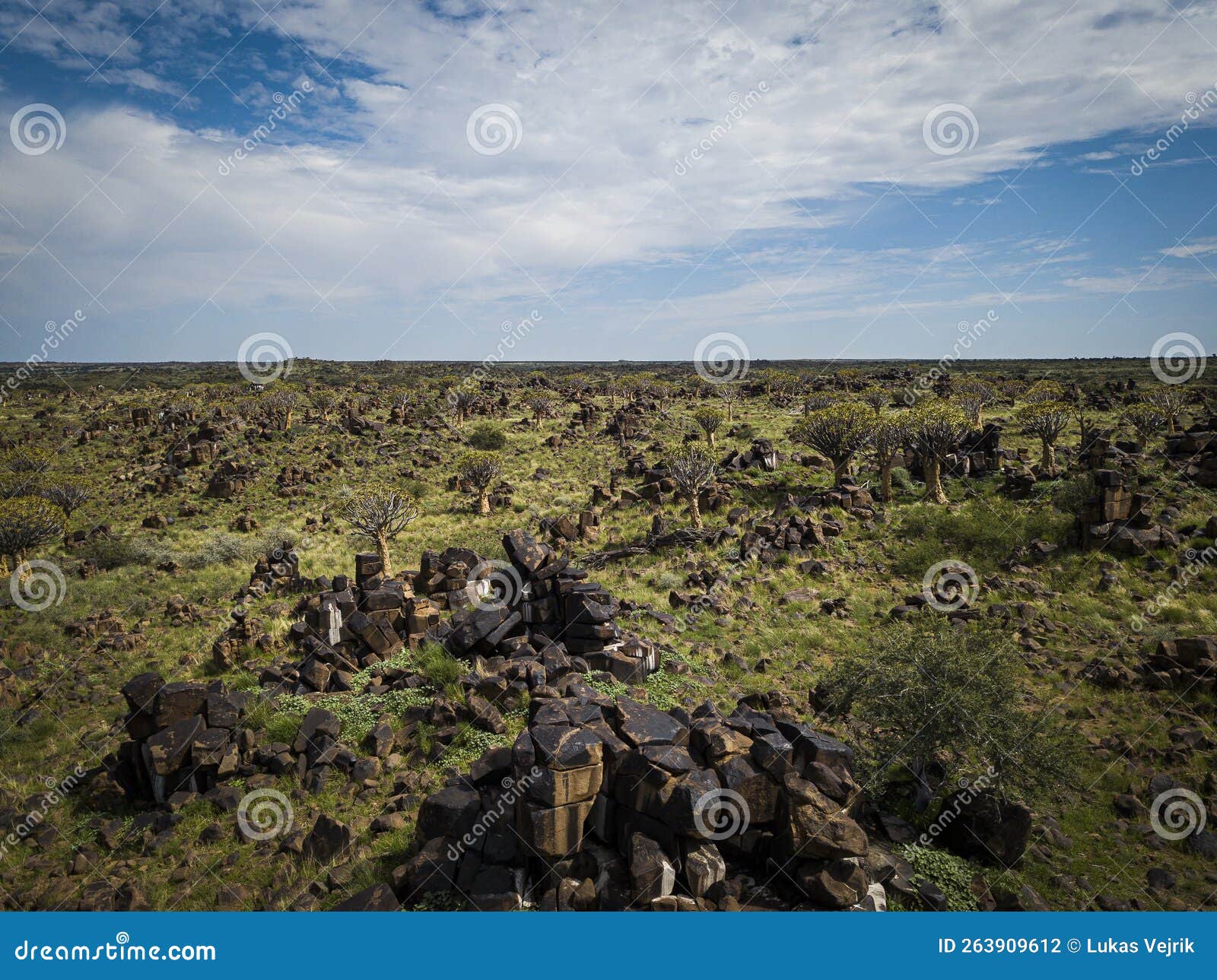 Quiver Trees Forest in Namibia. Stock Photo - Image of travel, natural ...