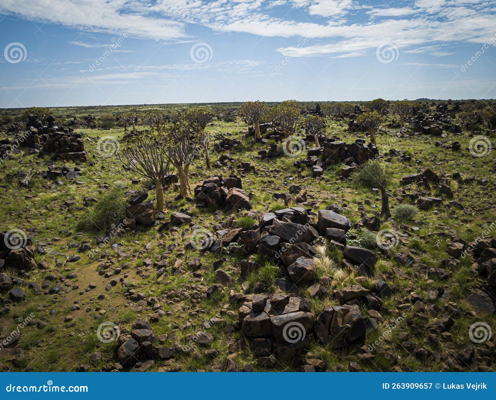 Quiver Trees Forest in Namibia. Stock Image - Image of southern ...