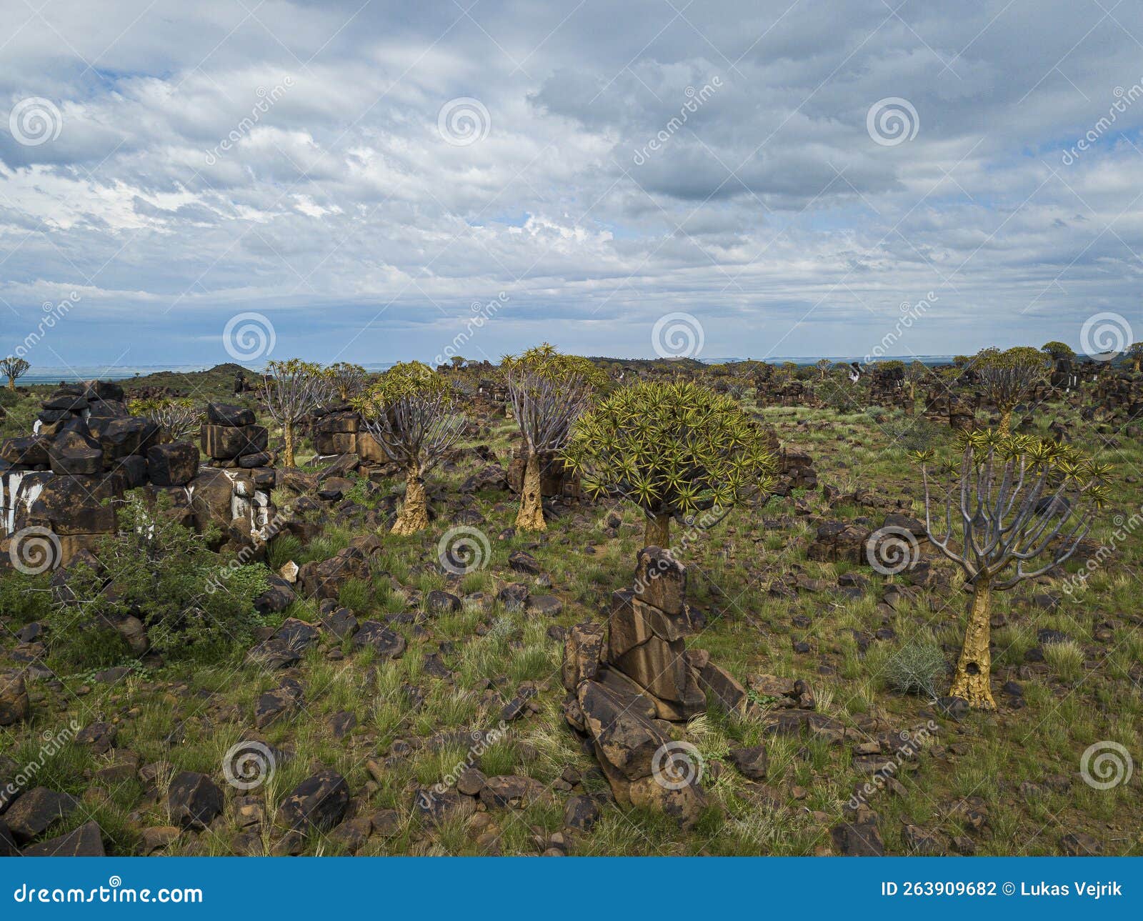 Quiver Trees Forest in Namibia. Stock Photo - Image of travel, rock ...