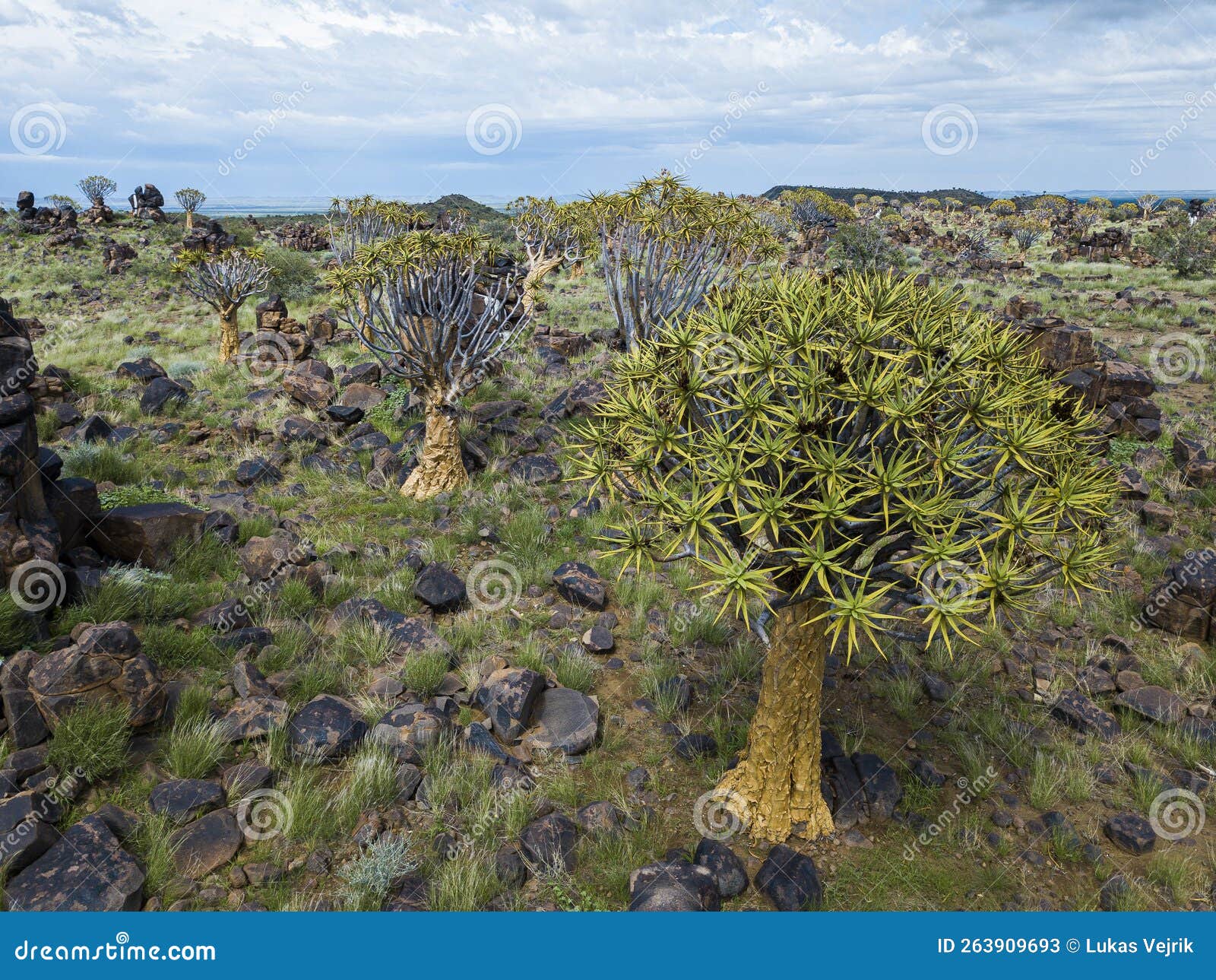 Quiver Trees Forest in Namibia. Stock Image - Image of rock, rocks ...