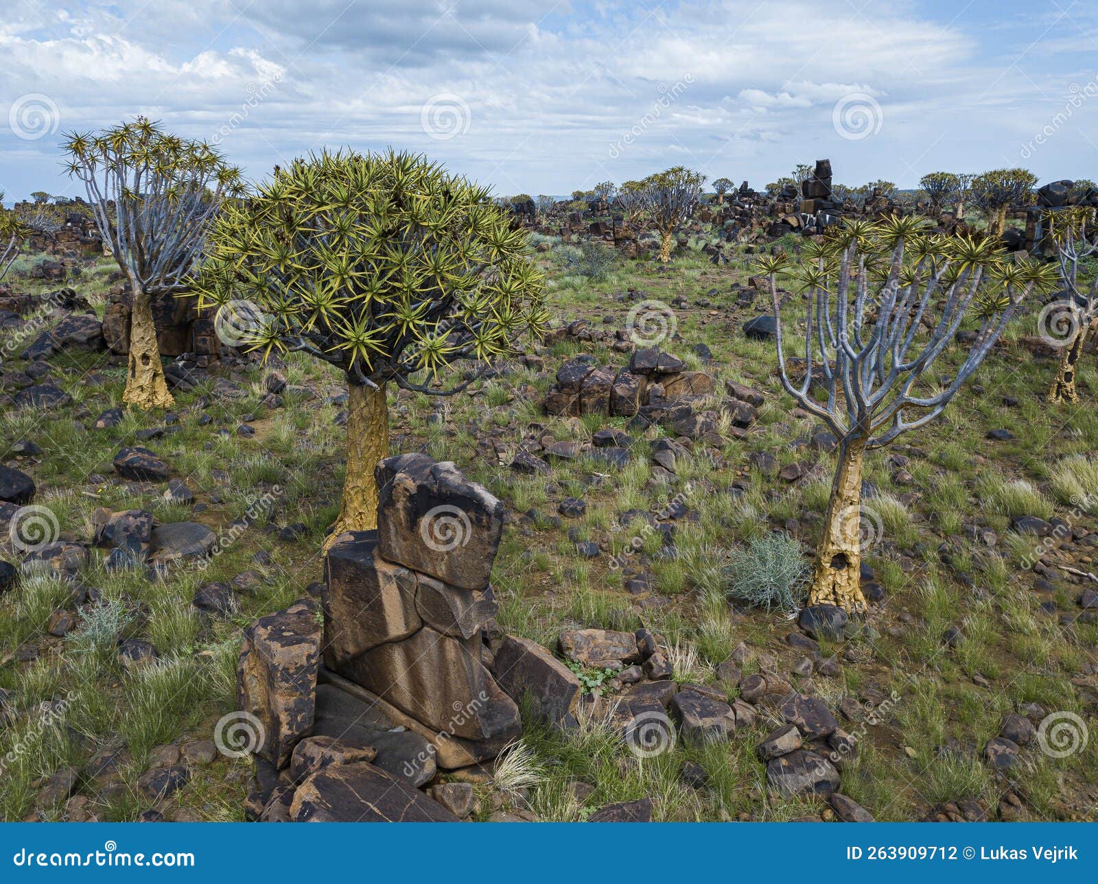 Quiver Trees Forest in Namibia. Stock Photo - Image of dichotoma ...
