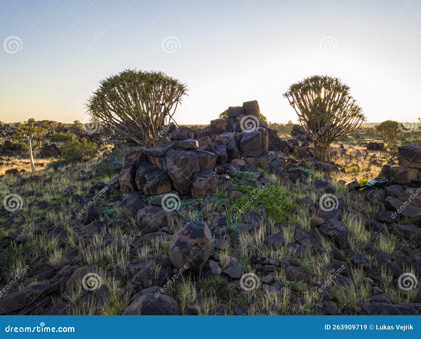 Quiver Trees Forest in Namibia. Stock Image - Image of landscape ...