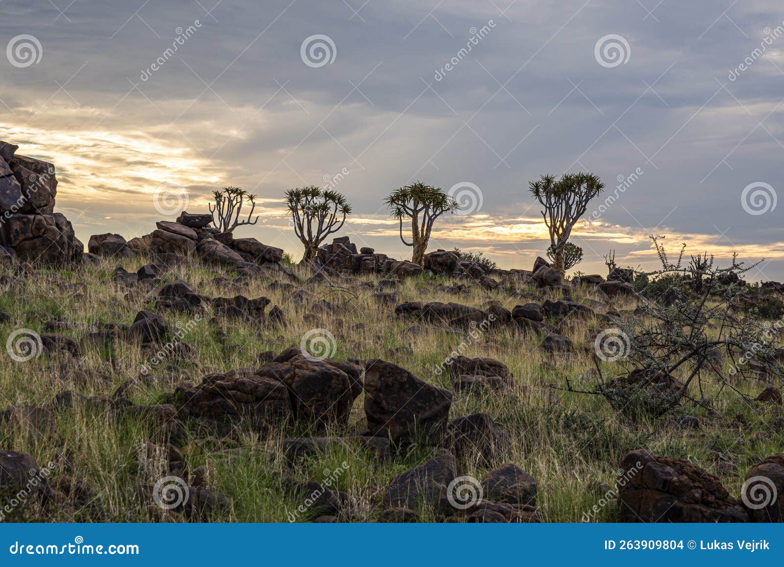 Quiver Trees Forest in Namibia. Stock Photo - Image of tree, outdoors ...