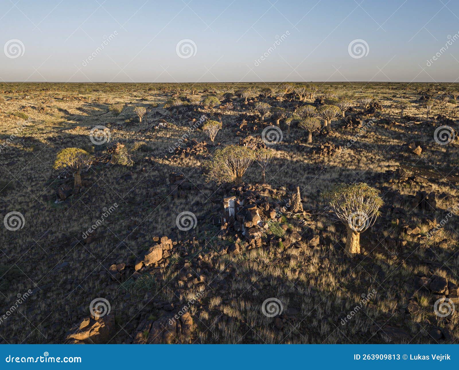 Quiver Trees Forest in Namibia. Stock Image - Image of namib, southern ...