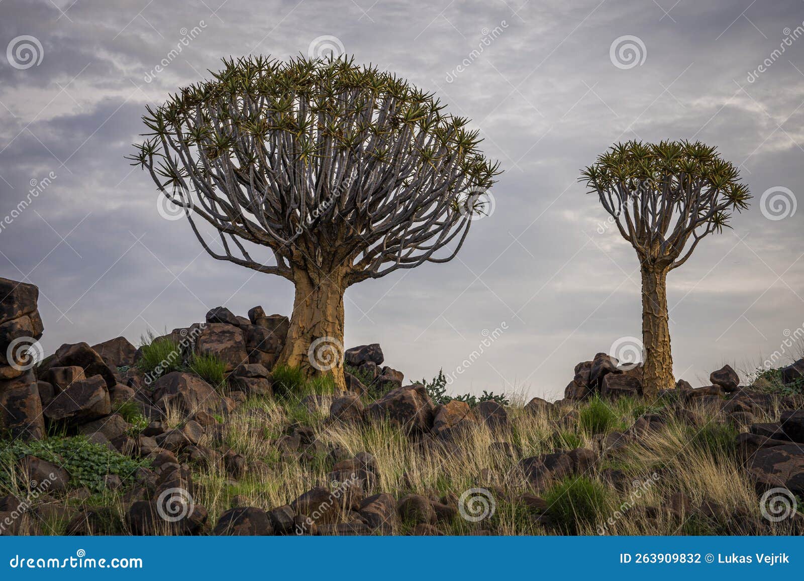 Quiver Trees Forest in Namibia. Stock Photo - Image of nature, wood ...