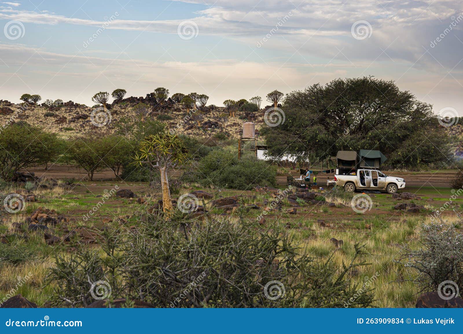 Quiver Trees Forest in Namibia. Stock Photo - Image of sunshine, africa ...