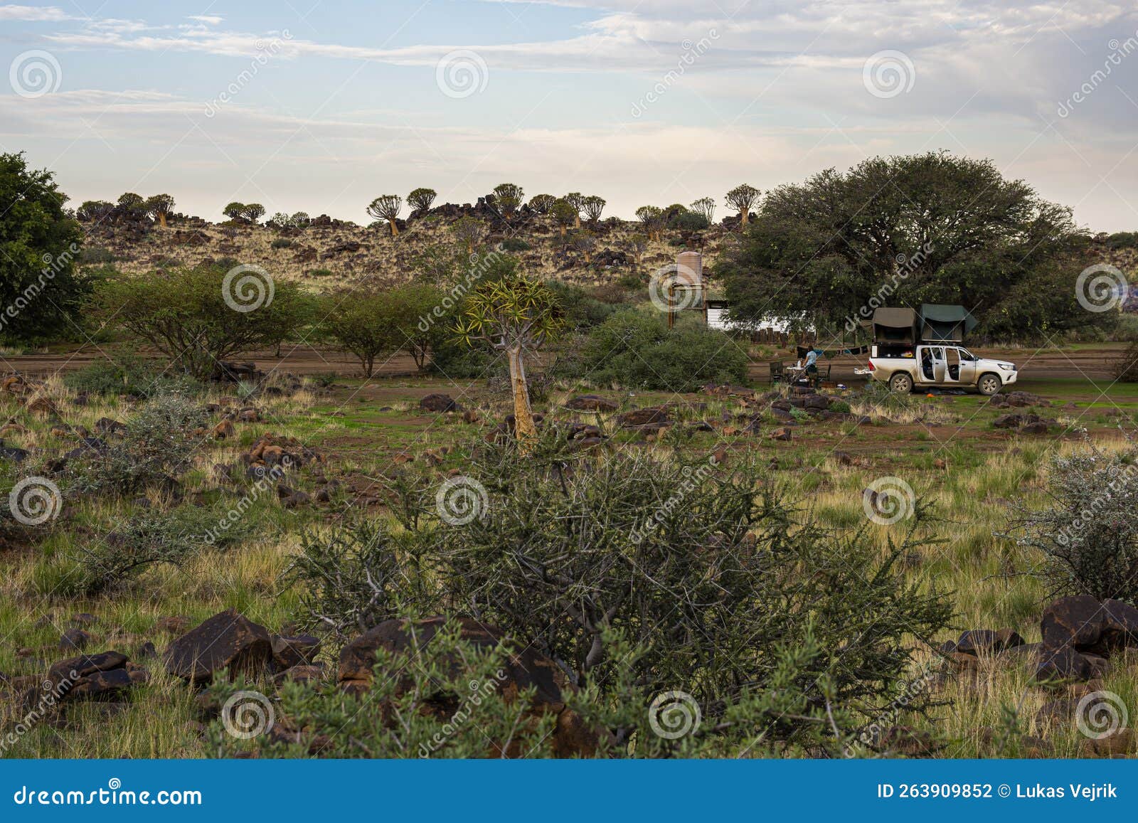 Quiver Trees Forest in Namibia. Stock Photo - Image of dichotoma ...