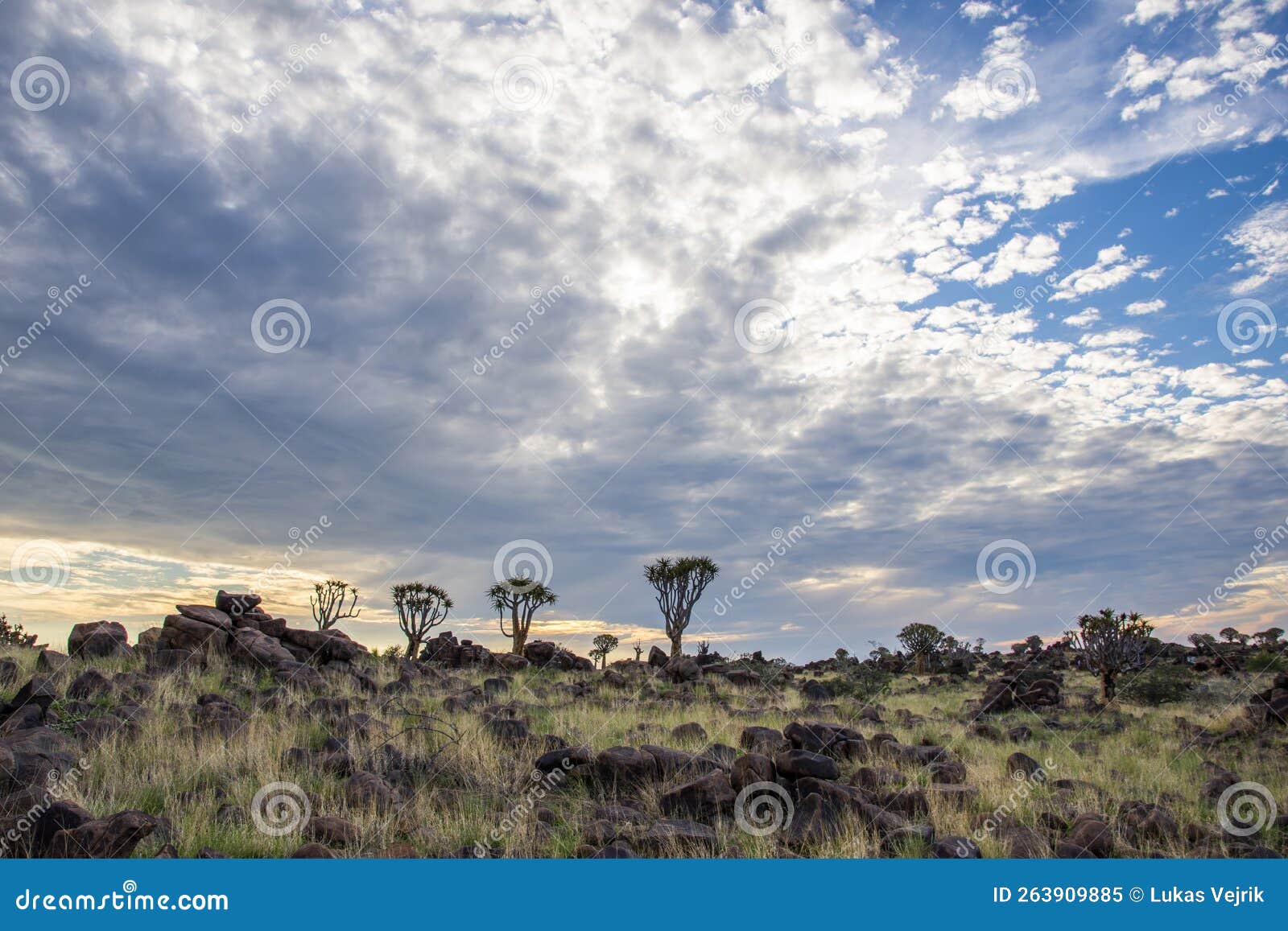 Quiver Trees Forest in Namibia. Stock Image - Image of namib, giant ...