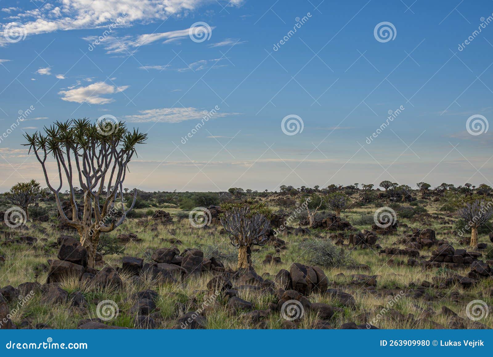 Quiver Trees Forest in Namibia. Stock Photo - Image of dichotoma, rock ...