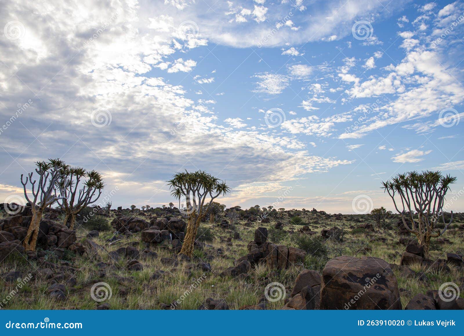 Quiver Trees Forest in Namibia. Stock Photo - Image of natural, desert ...