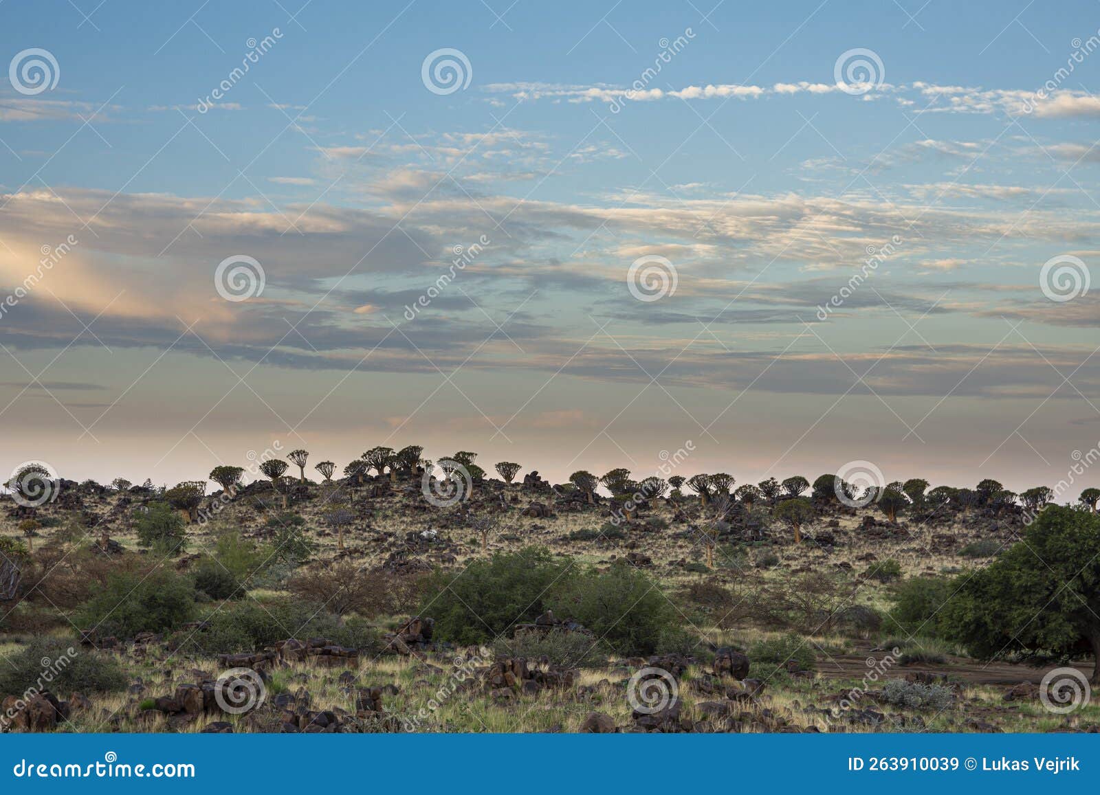 Quiver Trees Forest in Namibia. Stock Image - Image of desert, rocks ...