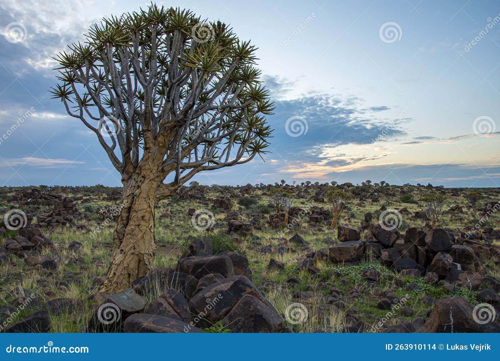 Quiver Trees Forest in Namibia. Stock Photo - Image of aloe, forest ...