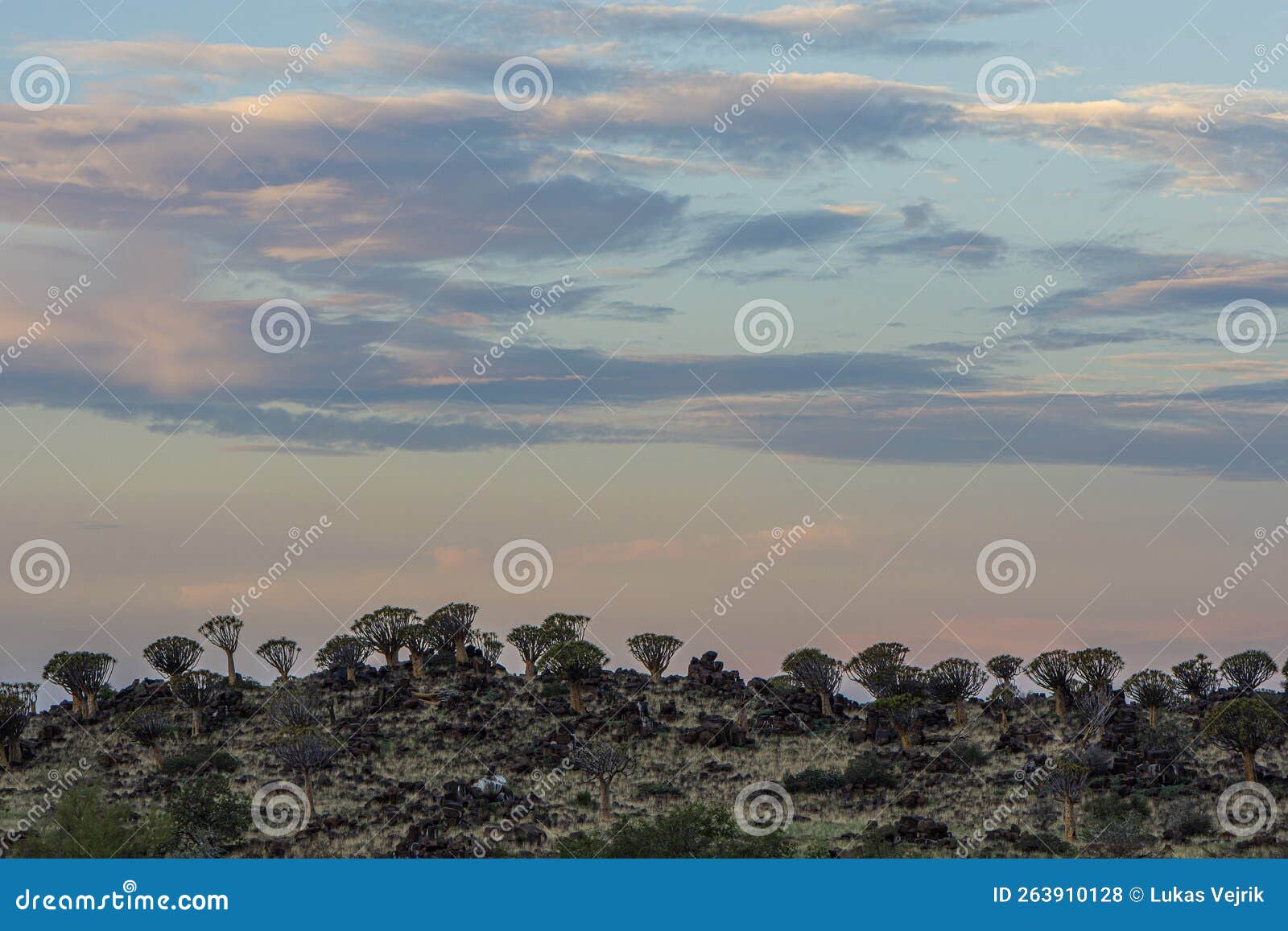 Quiver Trees Forest in Namibia. Stock Photo - Image of africa, dolerite ...
