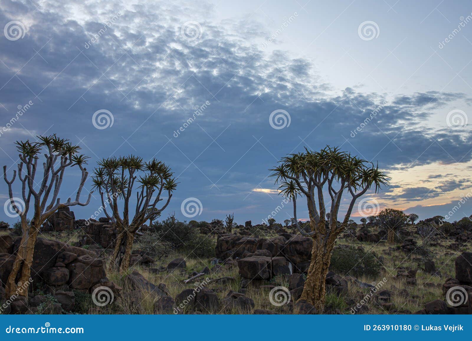 Quiver Trees Forest in Namibia. Stock Photo - Image of travel, outdoors ...