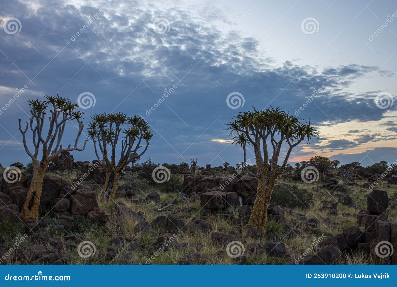 Quiver Trees Forest in Namibia. Stock Photo - Image of arrow, light ...