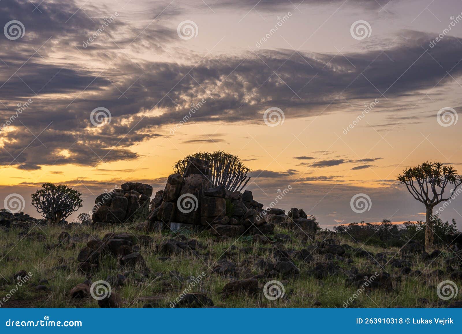 Quiver Trees Forest in Namibia. Stock Photo - Image of africa, forest ...