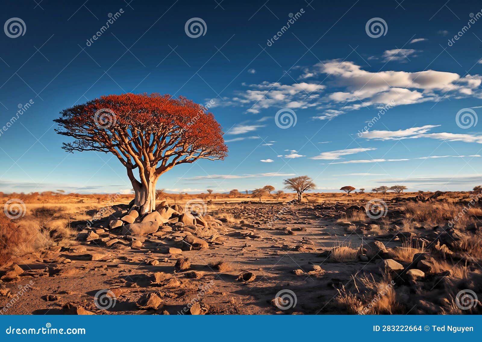 The Quiver Tree Forest in Namibia Stock Illustration - Illustration of ...