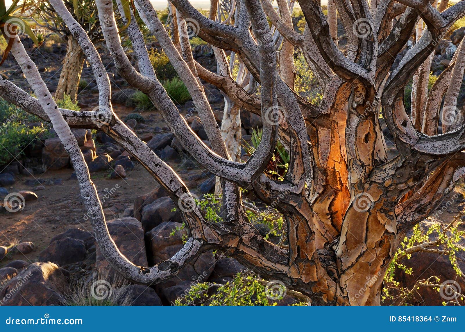 Quiver Tree Forest Namibia stock photo. Image of green - 85418364