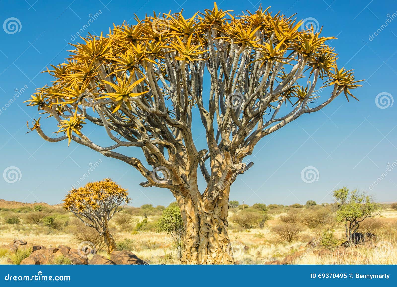 Quiver Tree Forest stock image. Image of historic, nature - 69370495