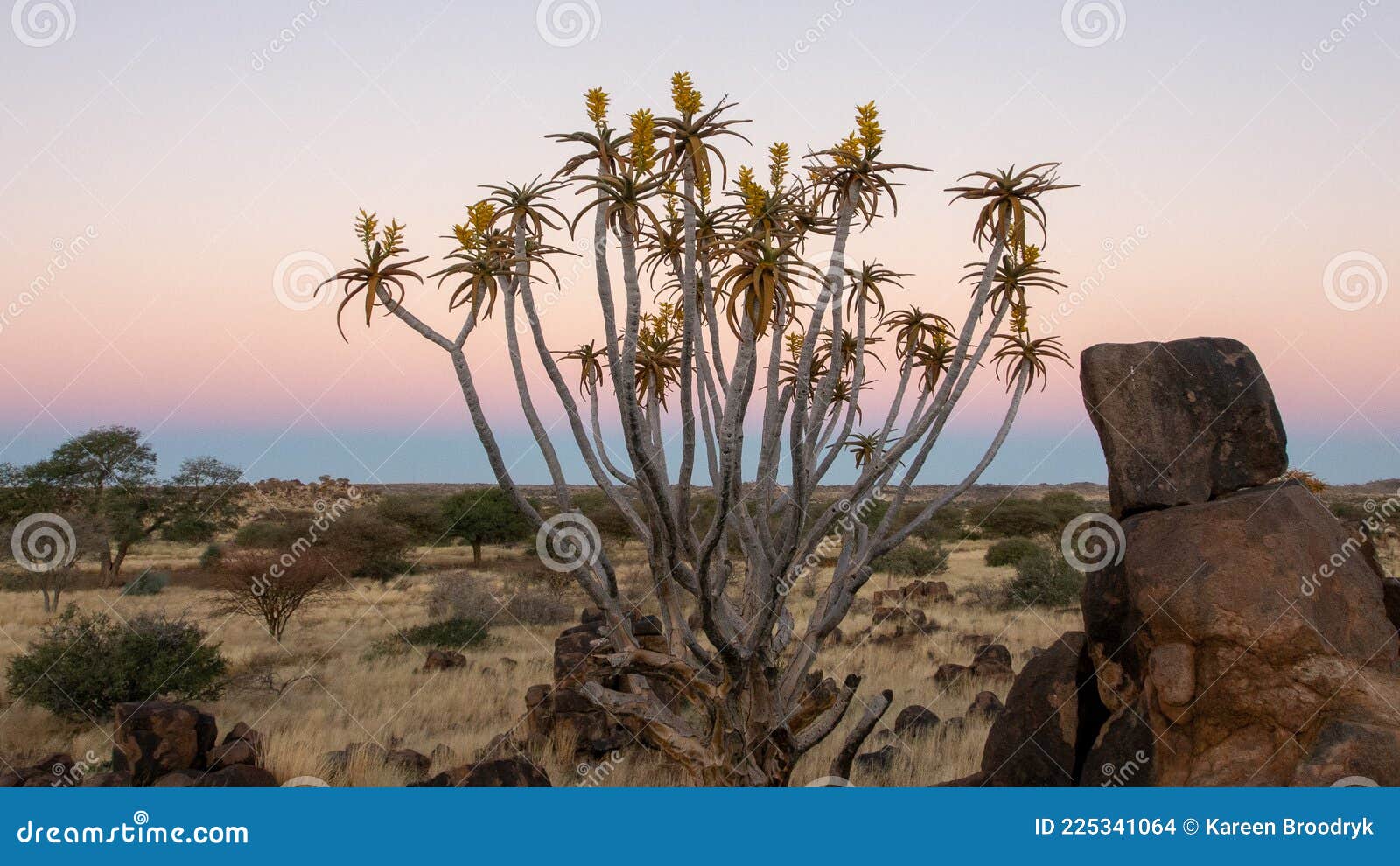 A Quiver Tree in Full Bloom with Yellow Flowers, in the Bushveld Stock ...