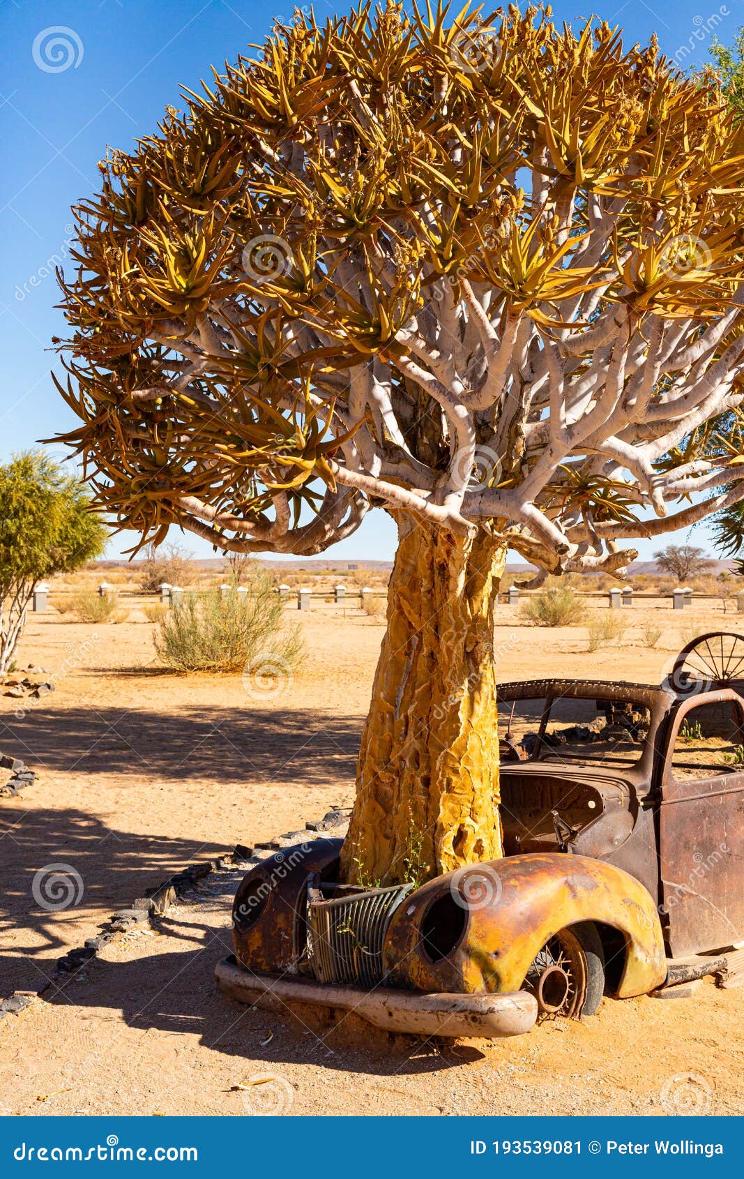 The Quiver Tree Growing Out of a Car at Solitaire, Namibia Stock Image ...
