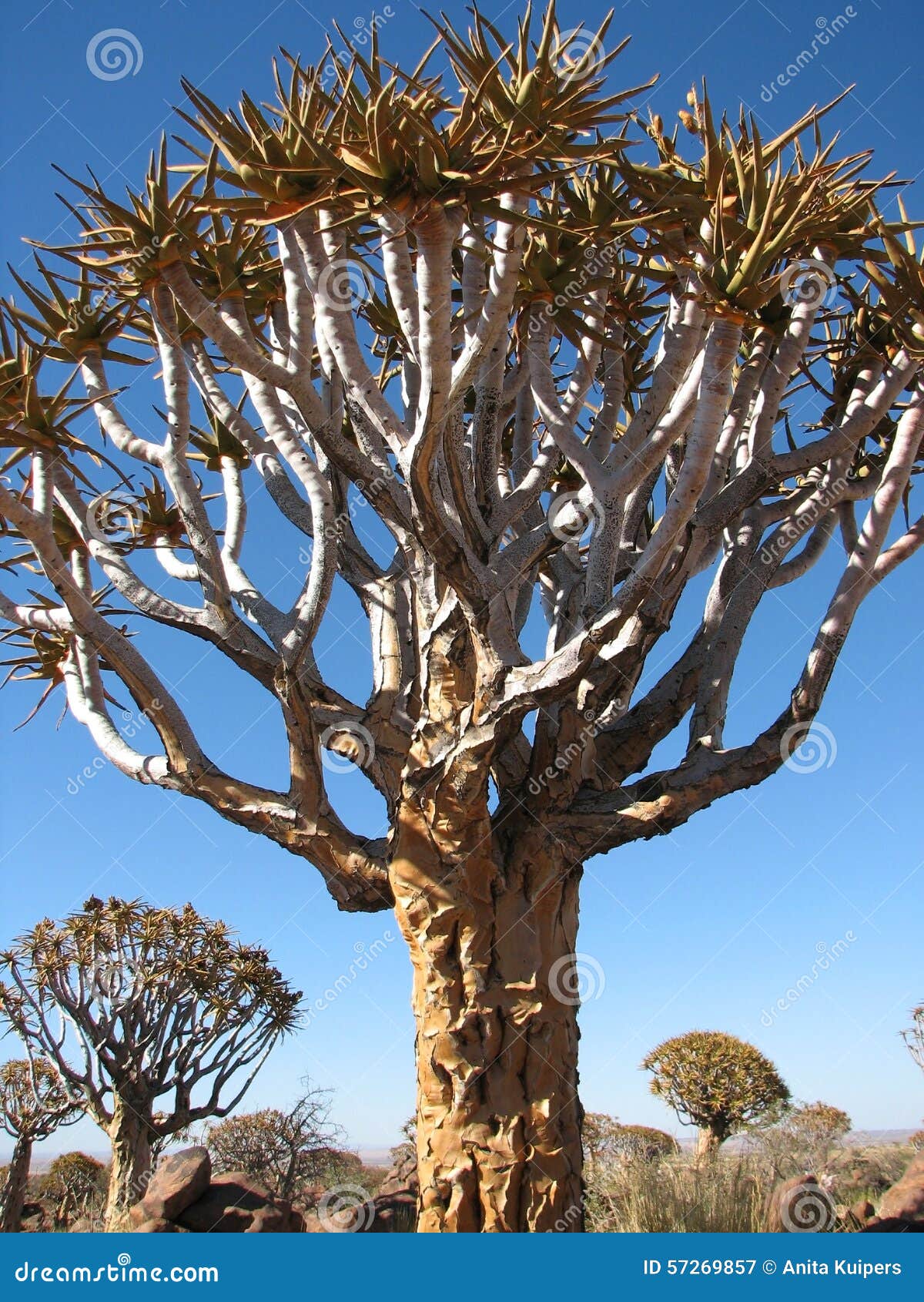 Quiver tree or Kokerboom stock image. Image of namibia - 57269857