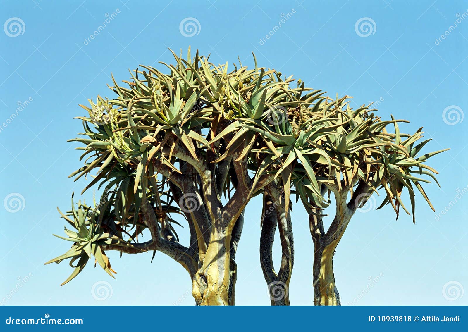 Quiver Tree, Kuisab Pass, Namibia Stock Photo - Image of quiver, leaf ...