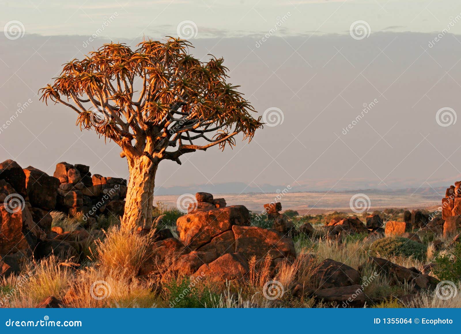 Quiver tree landscape stock photo. Image of africa, natural - 1355064
