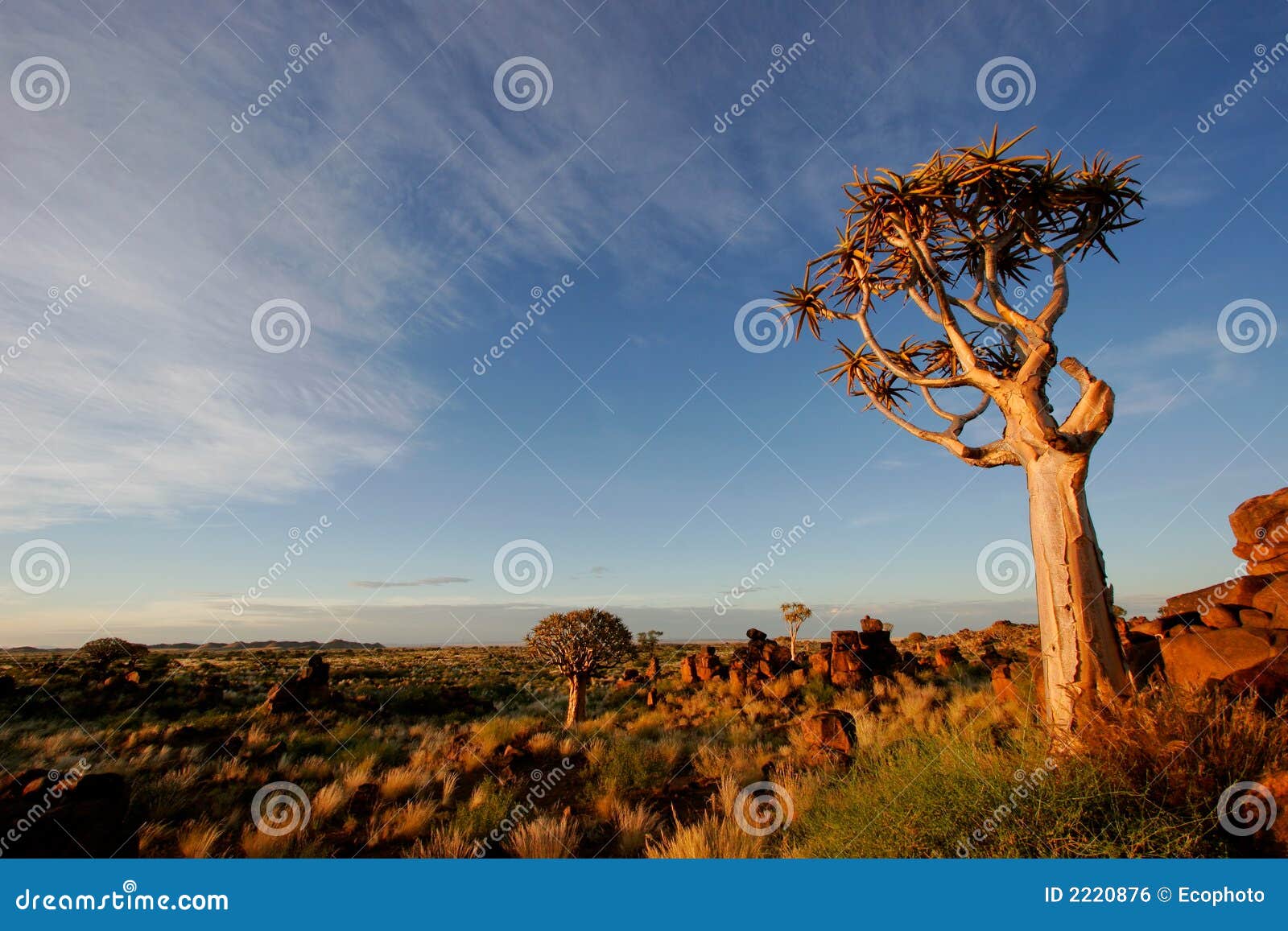 Quiver Tree With Birds Nest Royalty-Free Stock Photography ...
