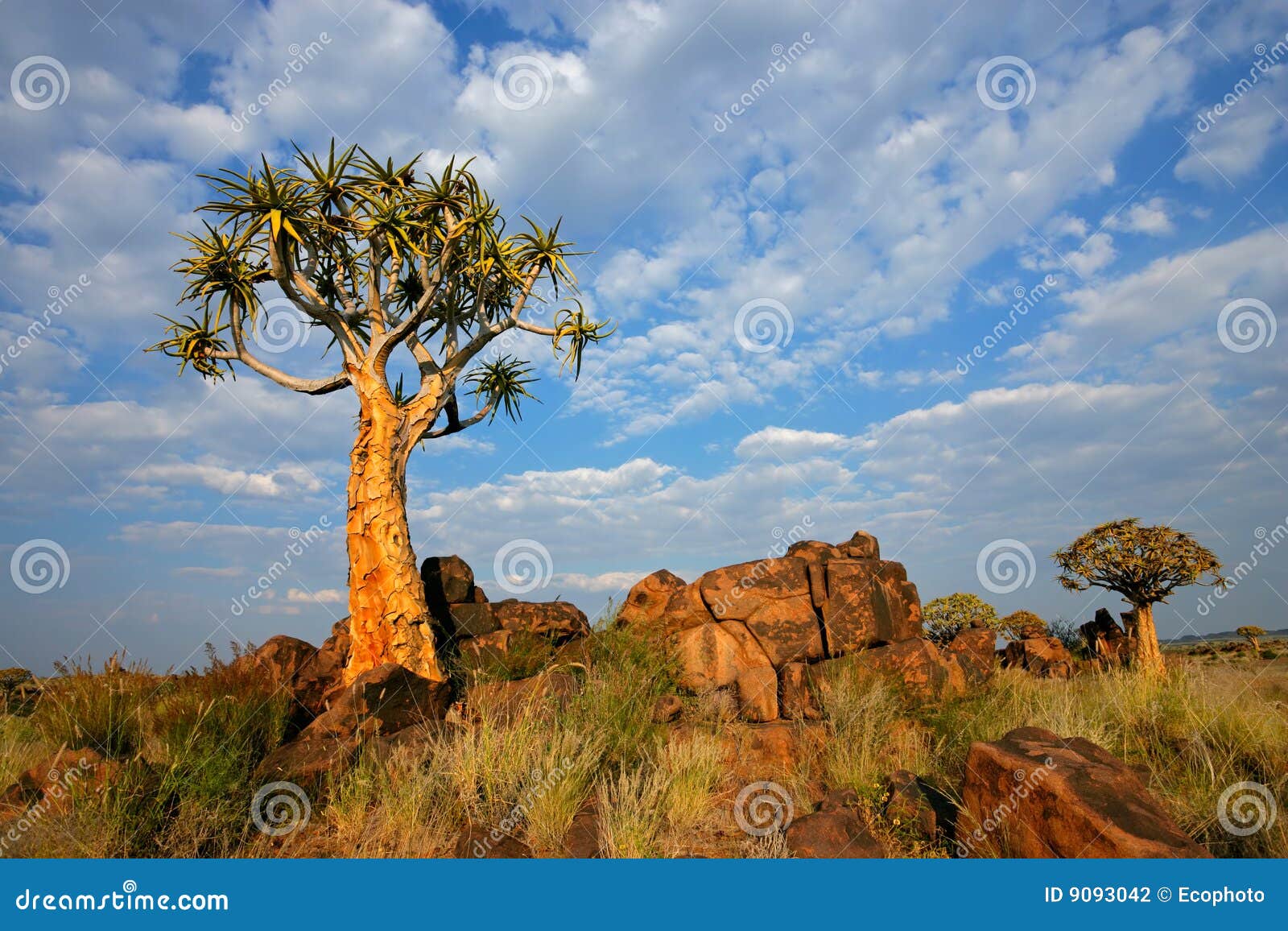 Quiver Tree With Birds Nest Royalty-Free Stock Photography ...