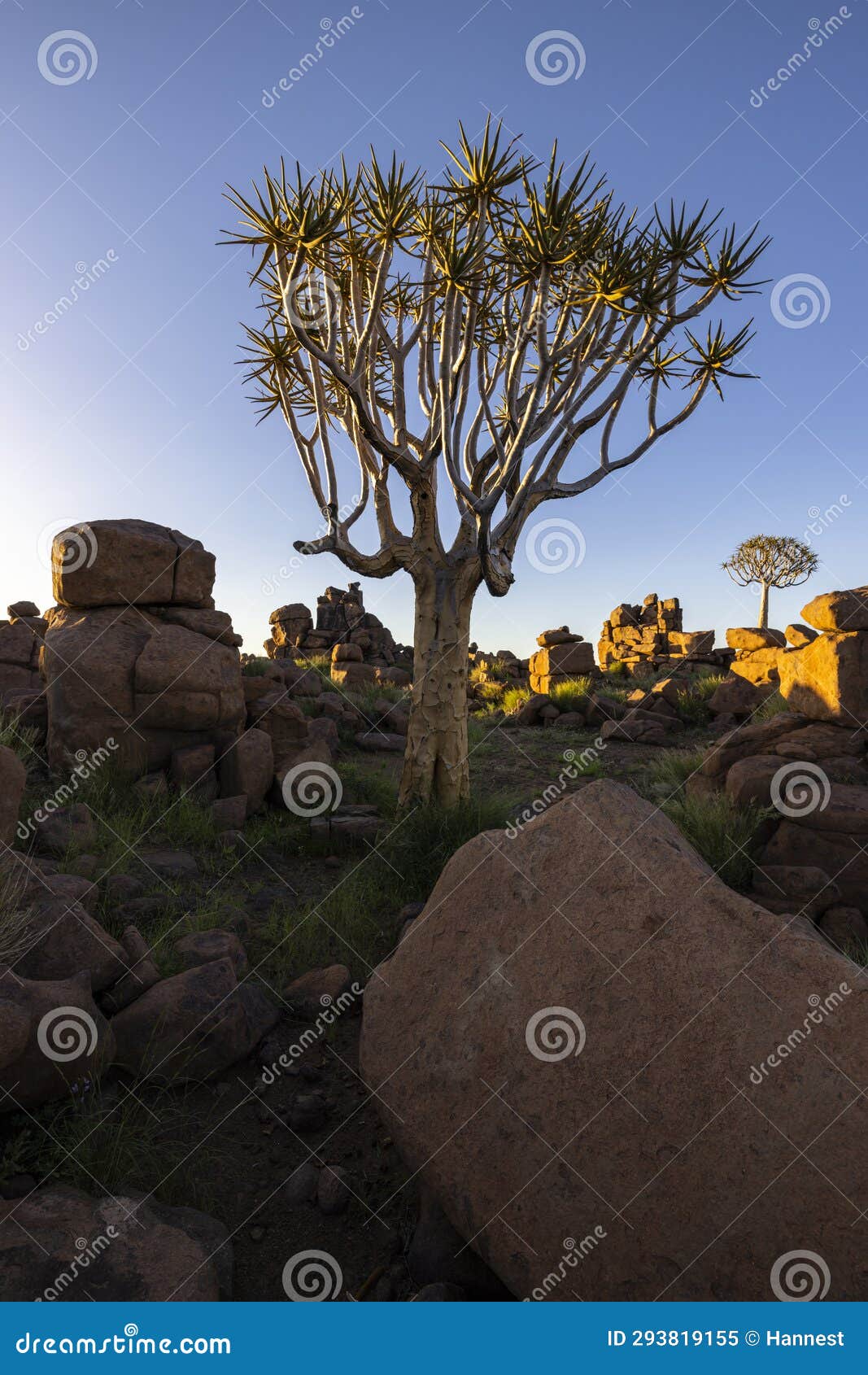 Quiver Tree and Large Rocks in Devil S Playground Stock Image - Image ...