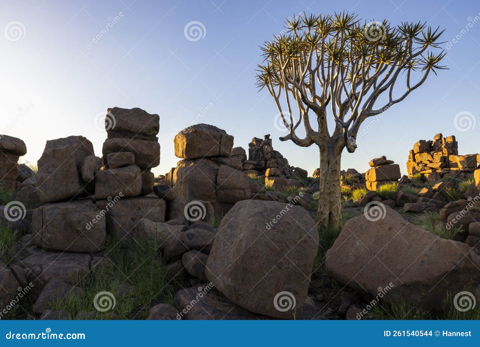 Quiver Tree between Large Rocks at Giants Playground Stock Photo ...