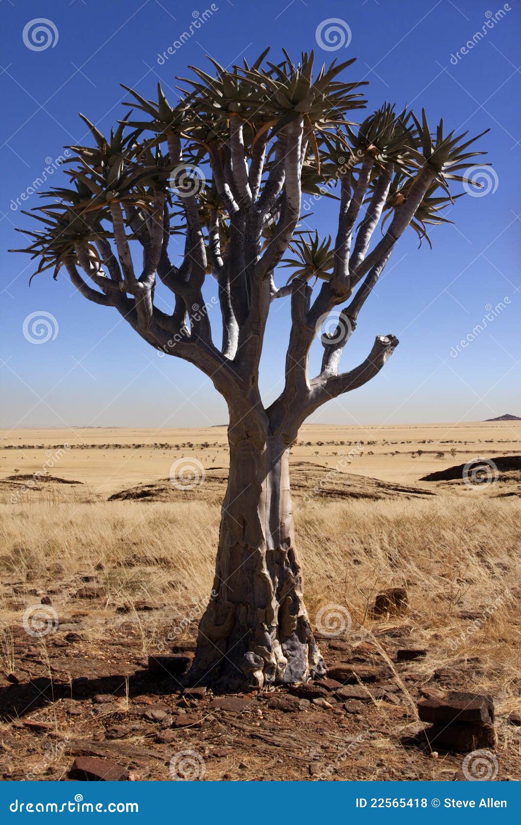 Quiver Tree - Namib-Naukluft Desert - Namibia Stock Photo - Image of ...