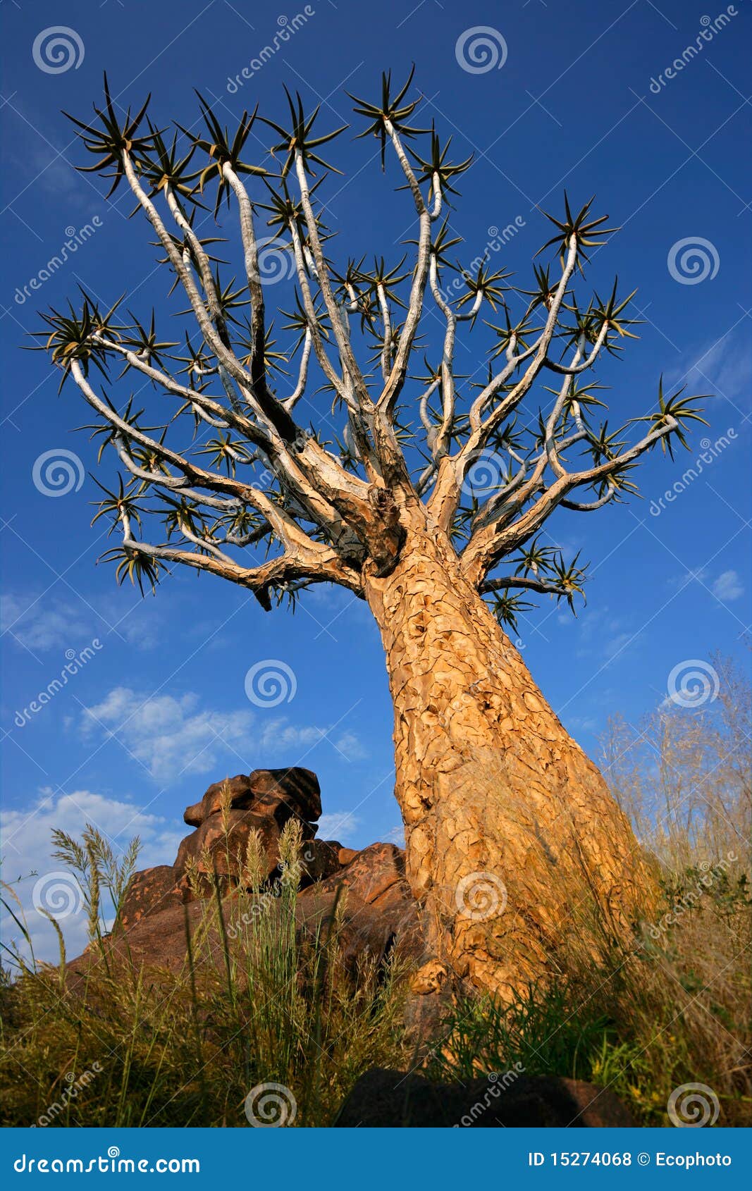 Quiver tree, Namibia stock photo. Image of nature, light - 15274068