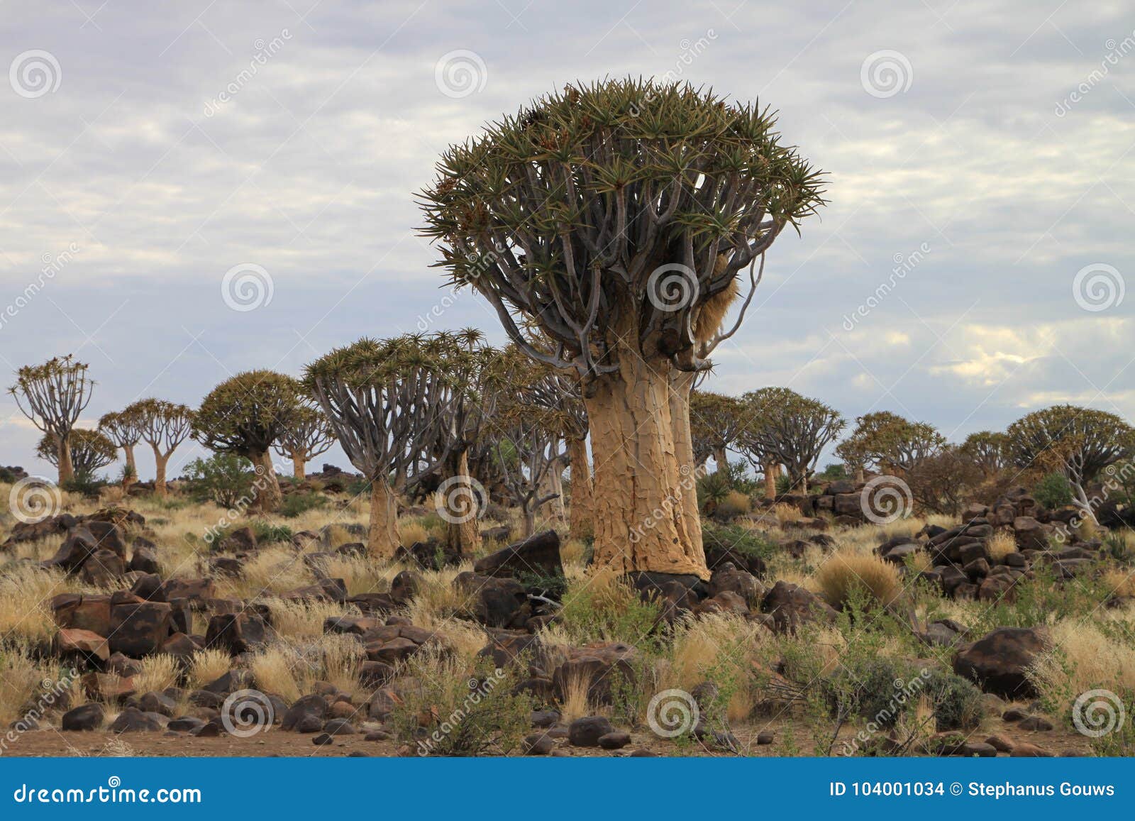 Quiver Tree in Namibia National Park Stock Photo - Image of rocks ...