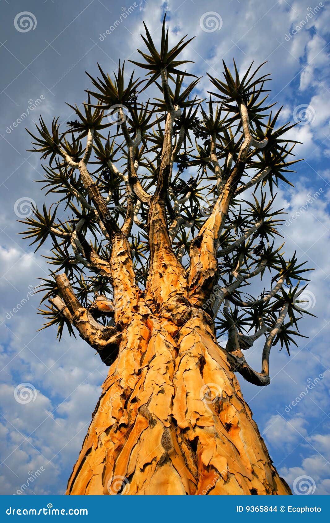 Quiver Tree, Namibia, Southern Africa Stock Photo - Image of cloudy ...