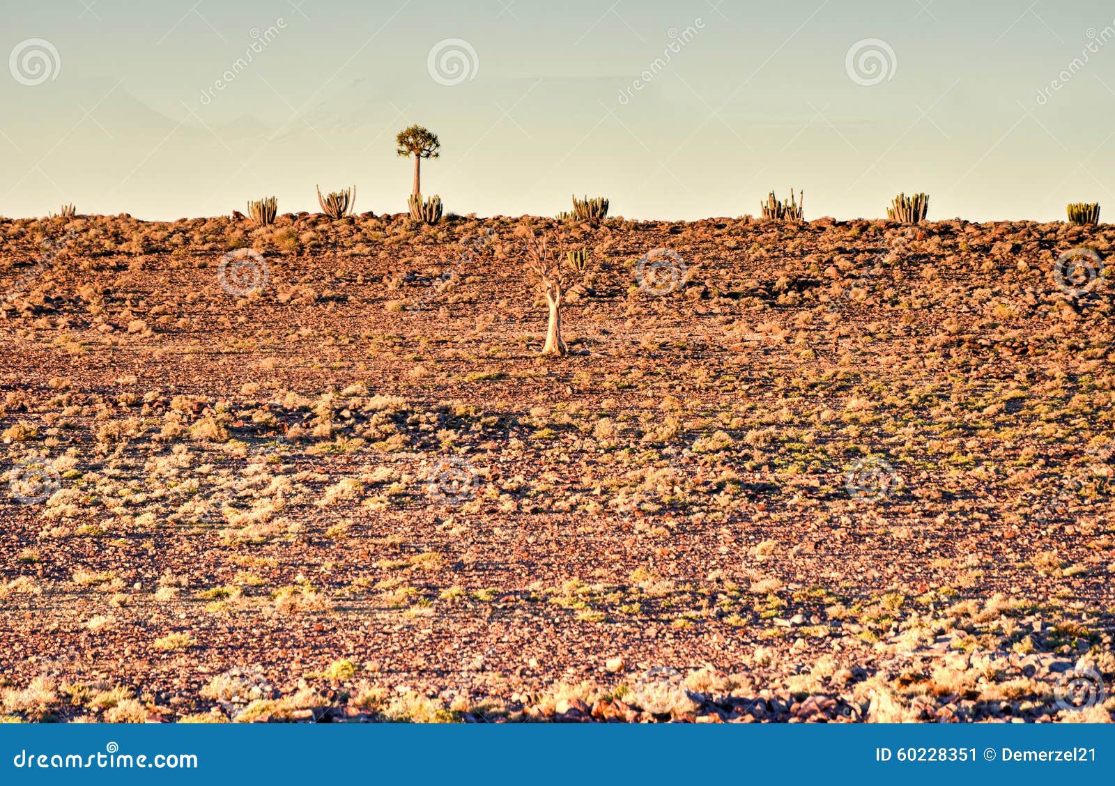 Quiver Tree - Namibia stock image. Image of namibia, outdoors - 60228351