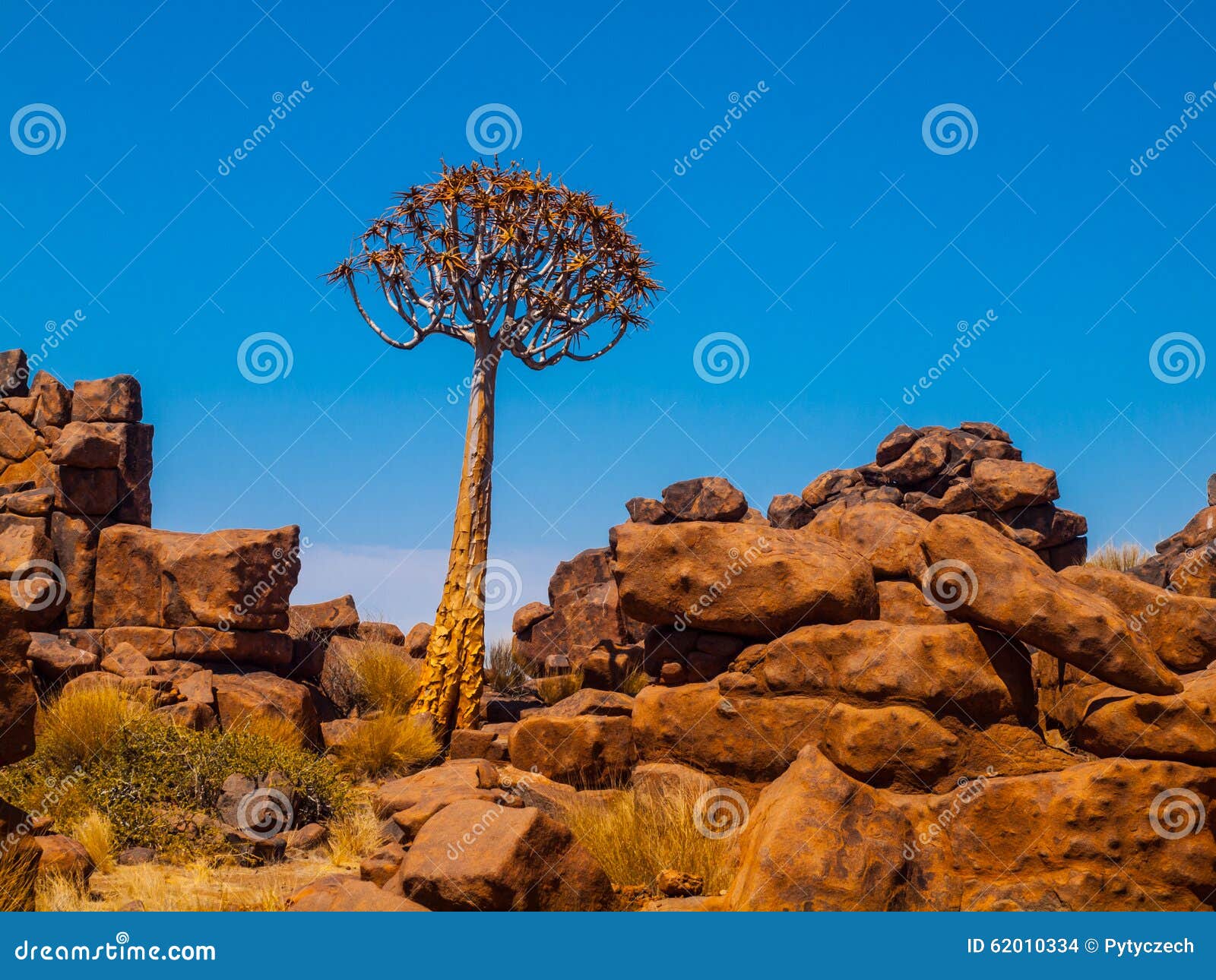 Quiver Tree in Namibian Giant S Playground Stock Photo - Image of ...