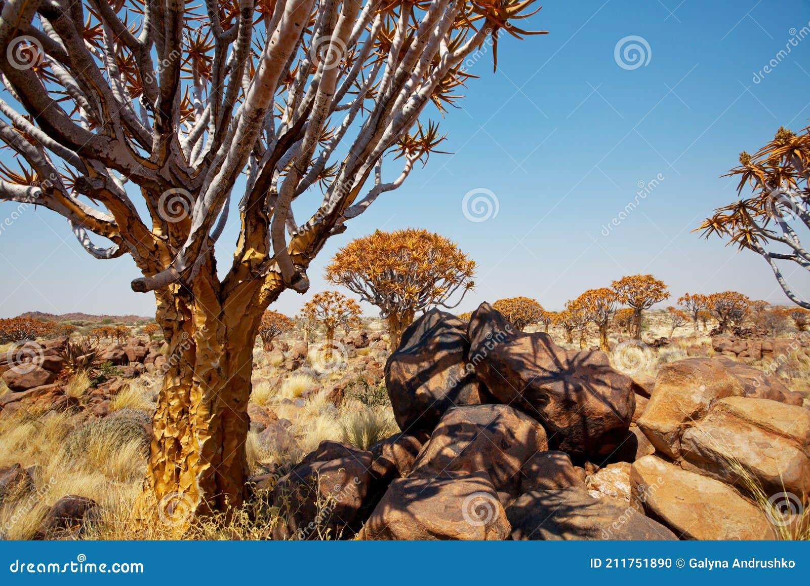 Quiver tree stock photo. Image of serene, blue, skyline - 211751890
