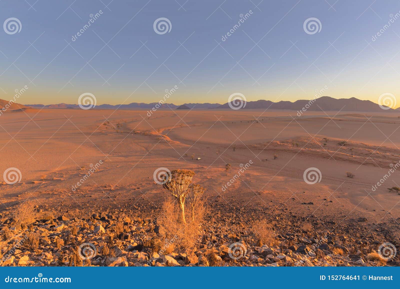 Quiver Tree and Wide Open Spaces in the Desert Stock Image - Image of ...