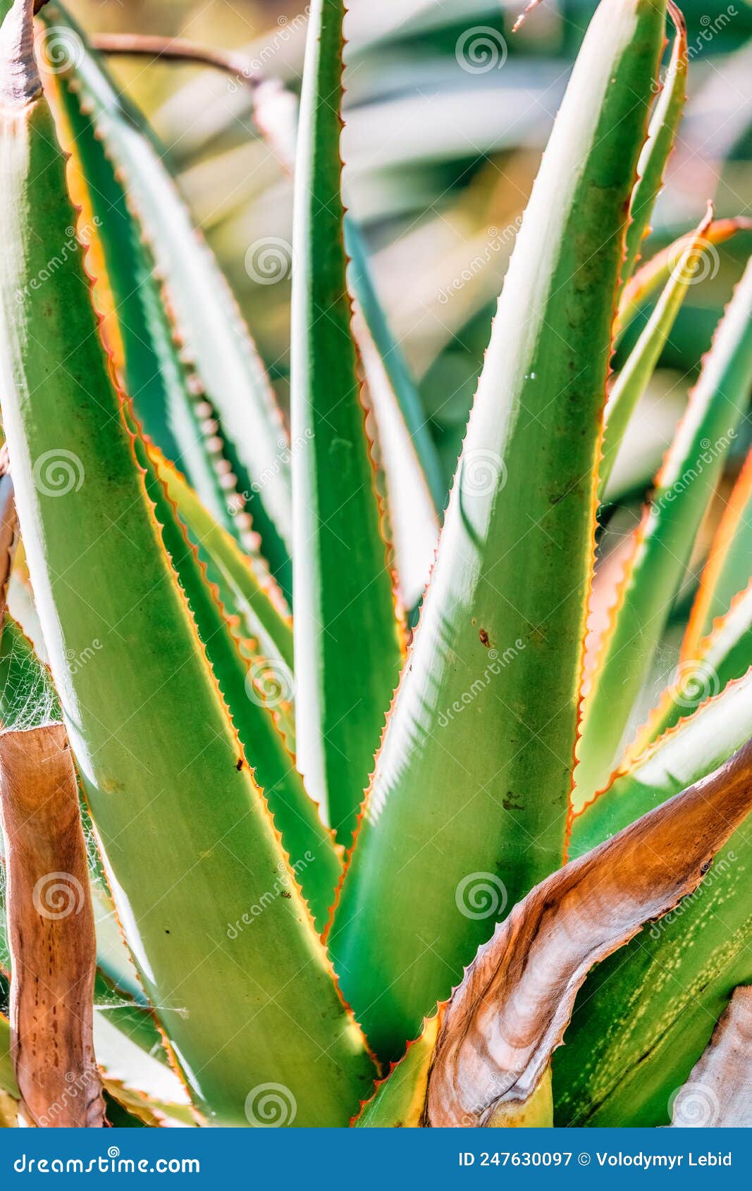 Quiver Tree in the Wild. Kokerboom Stock Image - Image of landscape ...