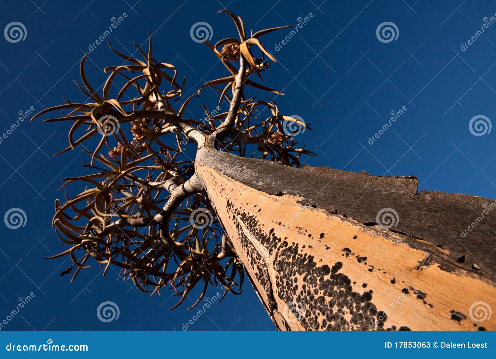 Quiver trees stock image. Image of tree, nature, quiver - 17853063