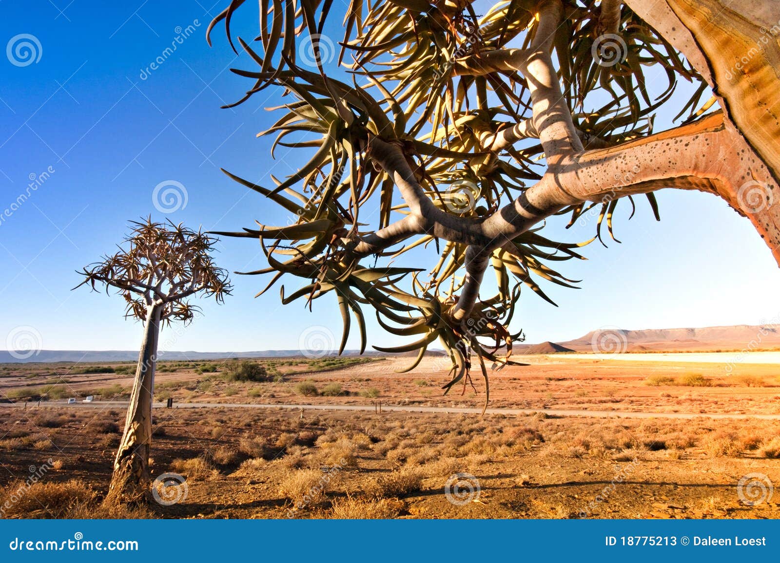 Quiver trees stock image. Image of ecology, natural, rare - 18775213