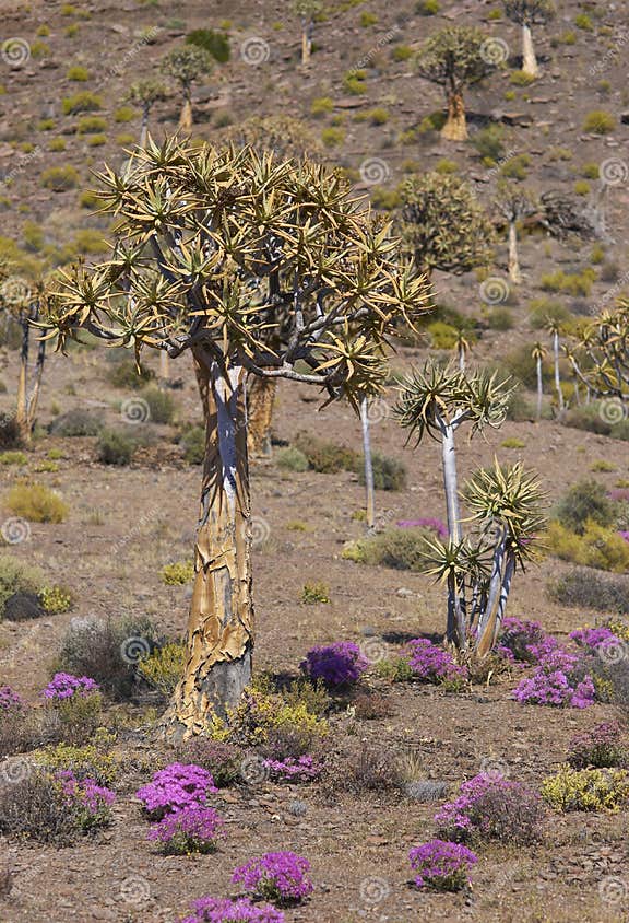 Quiver trees stock image. Image of south, tree, bark - 26159857
