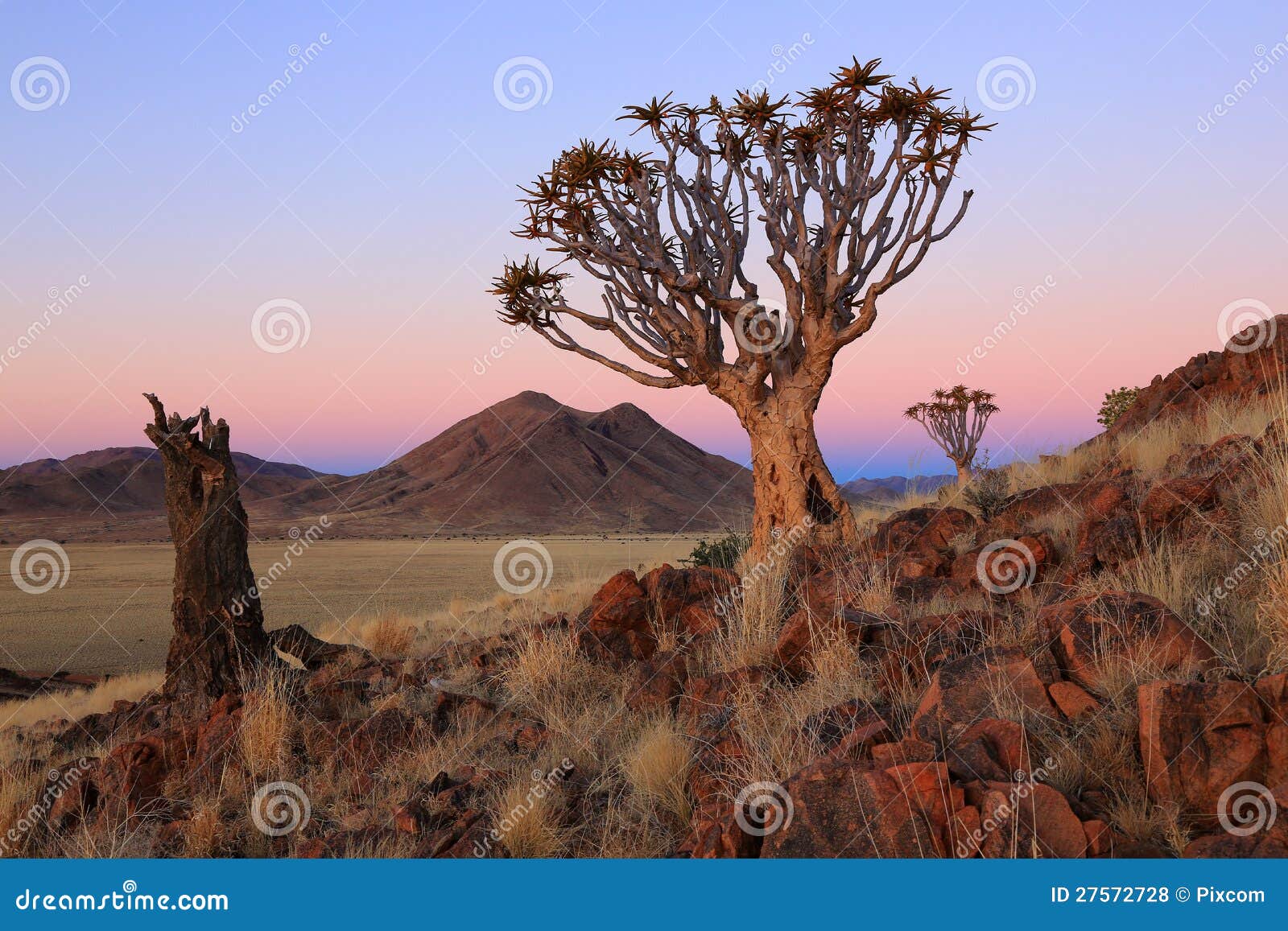 Namibia - Quiver Trees stock photo. Image of force, himba - 27572728