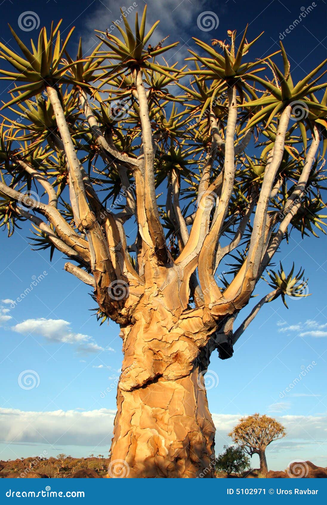 Quiver trees stock image. Image of heat, detail, dichotoma - 5102971