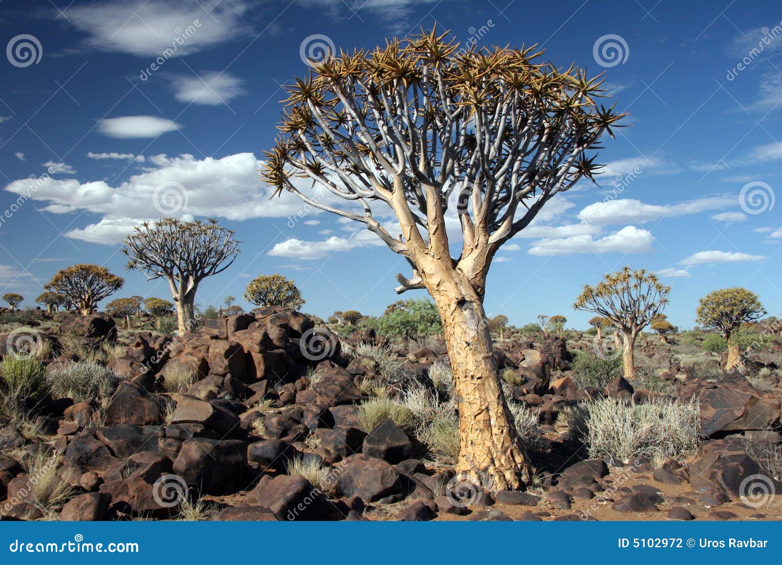 Quiver trees stock photo. Image of global, determined - 5102972