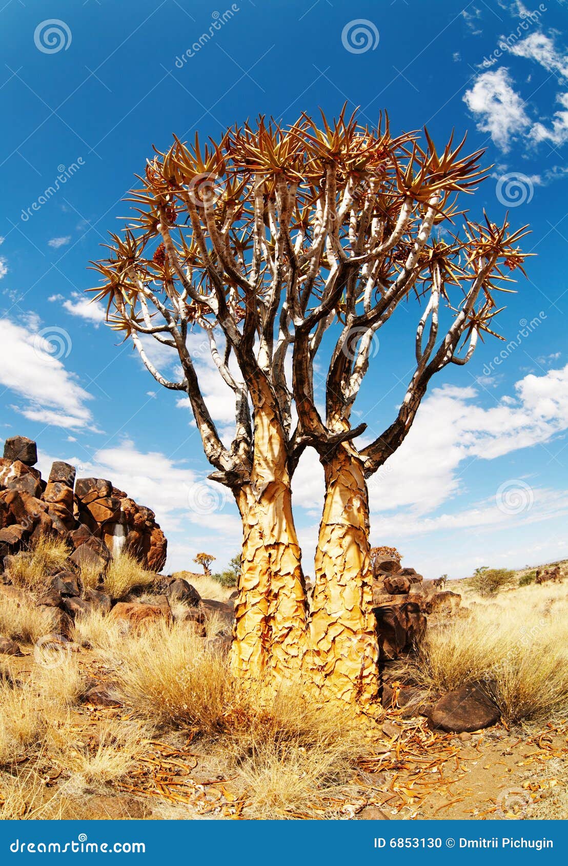 Quiver trees stock photo. Image of africa, scenery, grass - 6853130