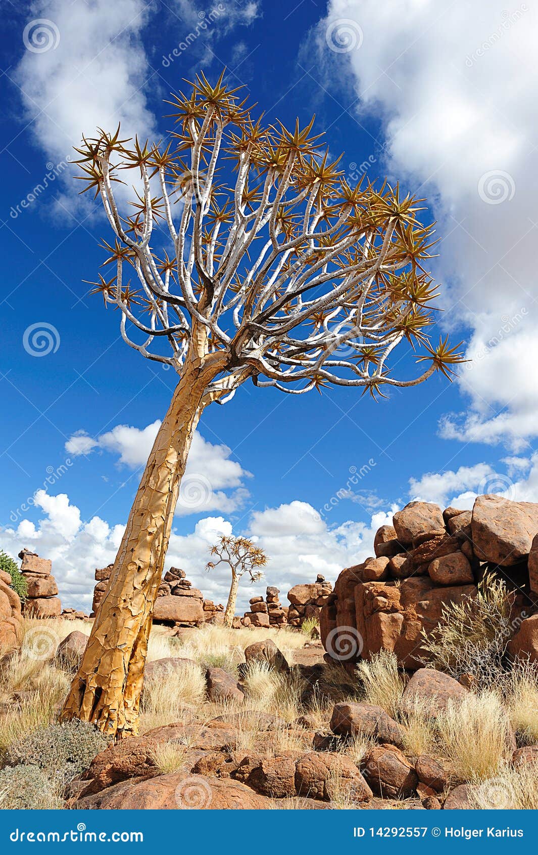 Quiver Trees (Aloe Dichotoma) Stock Image - Image of keetmanshoop, blue ...