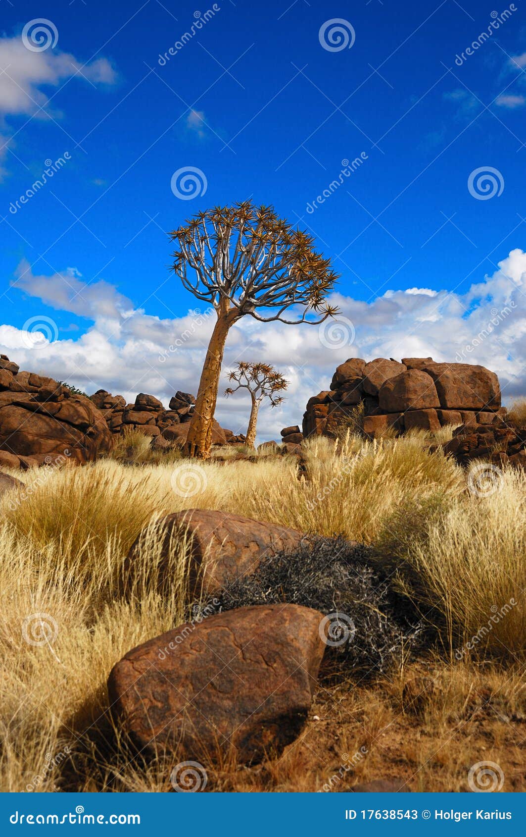Quiver Trees (Aloe Dichotoma) Stock Image - Image of blue, grass: 17638543